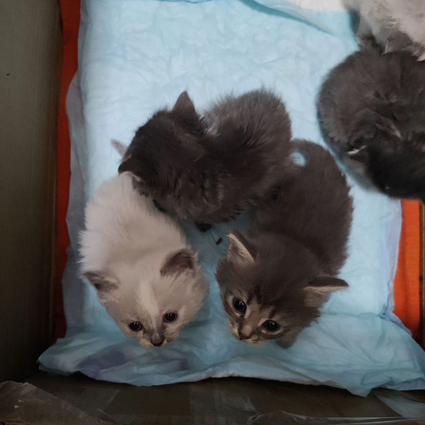 Котята