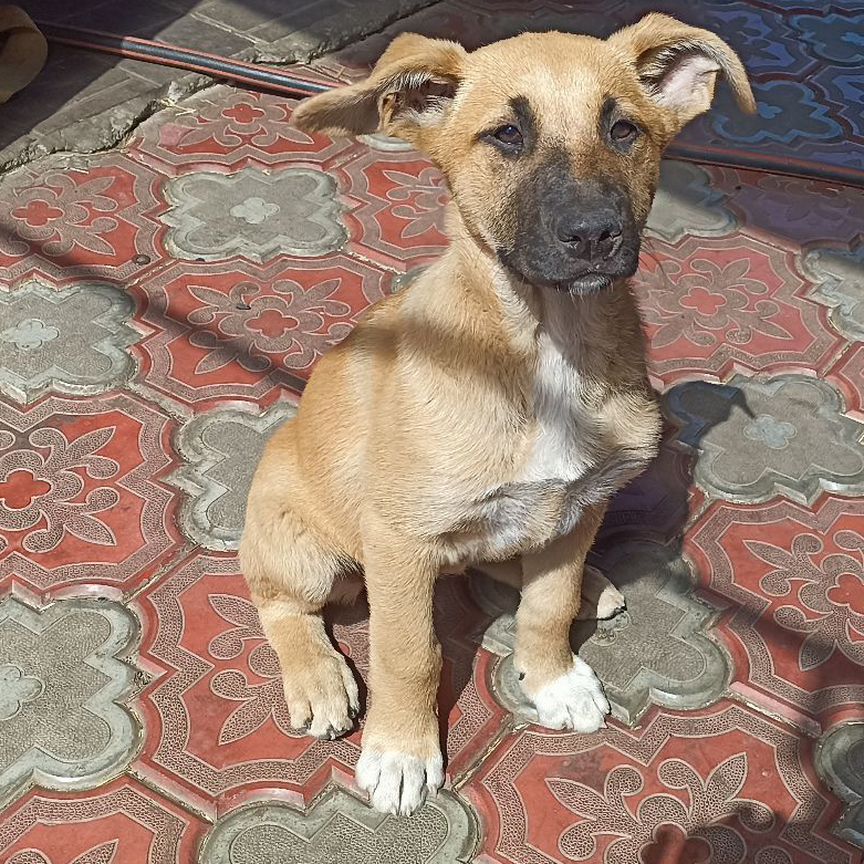 Щенки девочки 3,5 мес