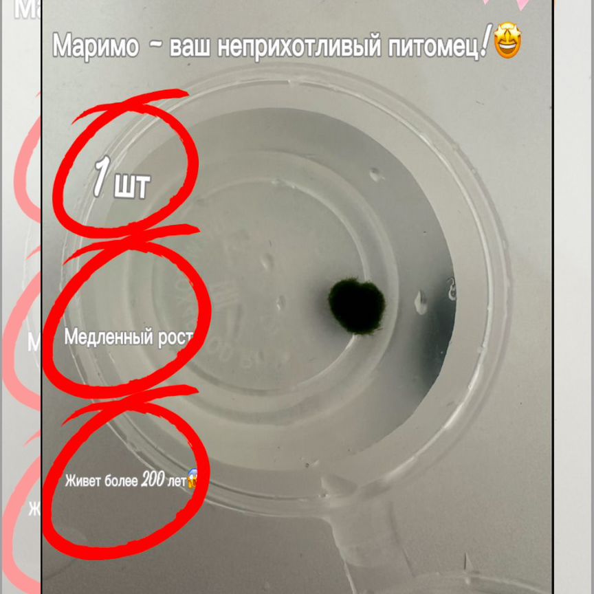 Водоросли маримо