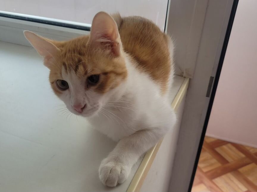 Котенок 5мес, ищет дом