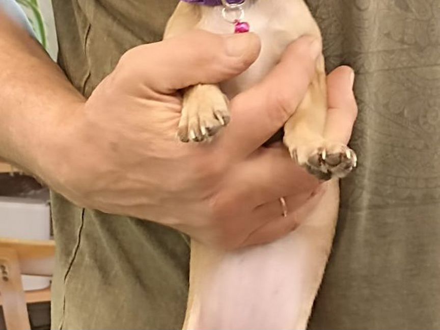 Продам собачку чихуахуа