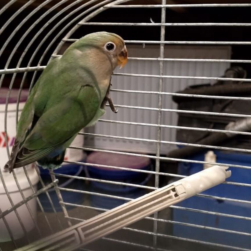 Попугай неразлучники2 месяц с клетки