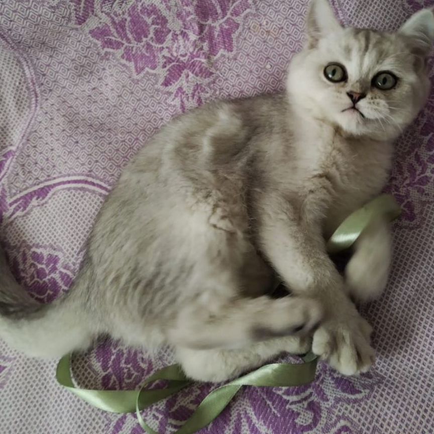 Британский красавчик