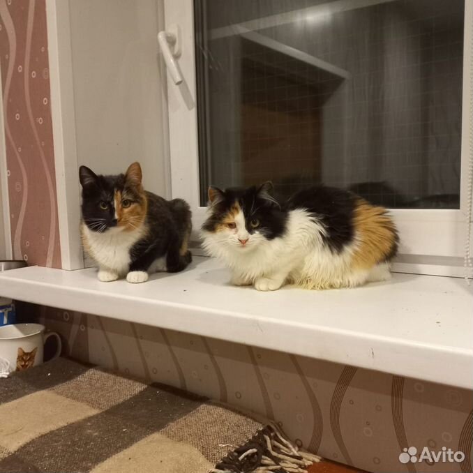 Кошки сёстры в добрые руки