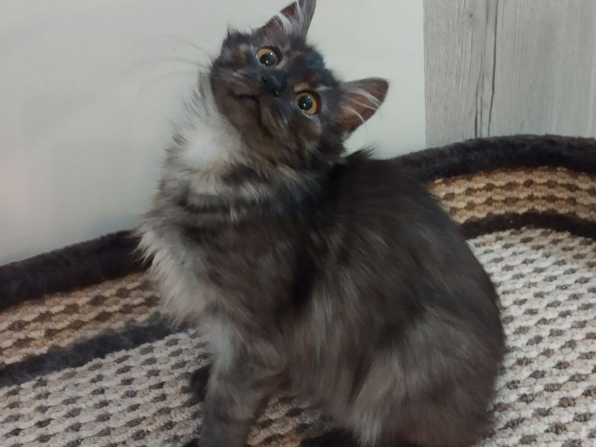 Красавица- Маруся