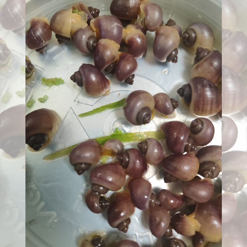 Улитки ампулярии