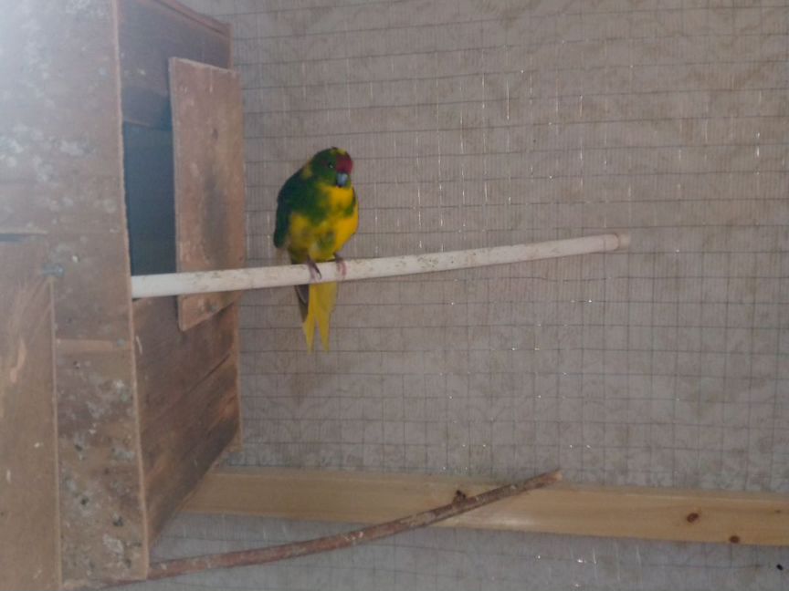 Попугай какарик