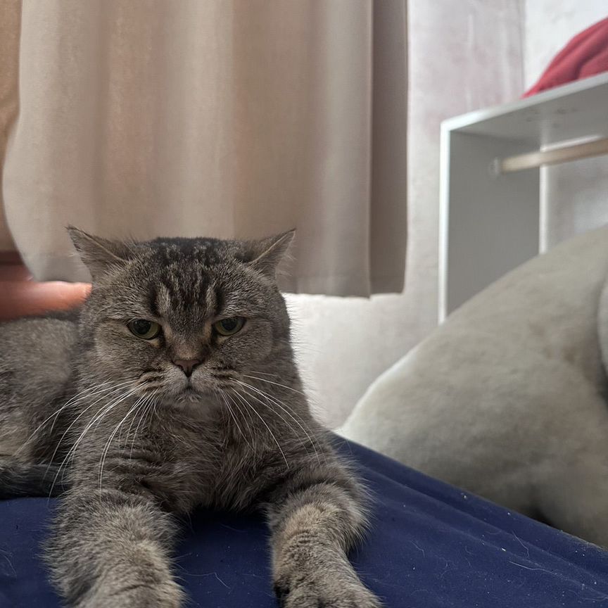 Шотландская прямоухая кошка в добрые руки