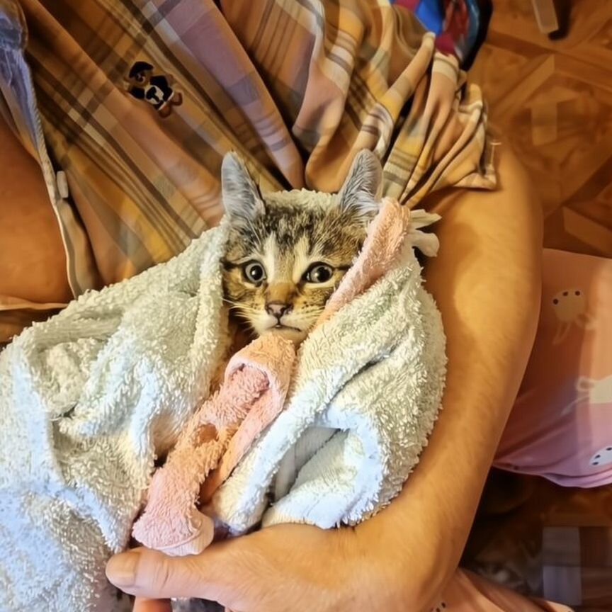 Котёнок в добрые руки
