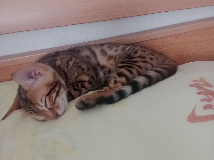 Бенгальская кошка в добрые руки