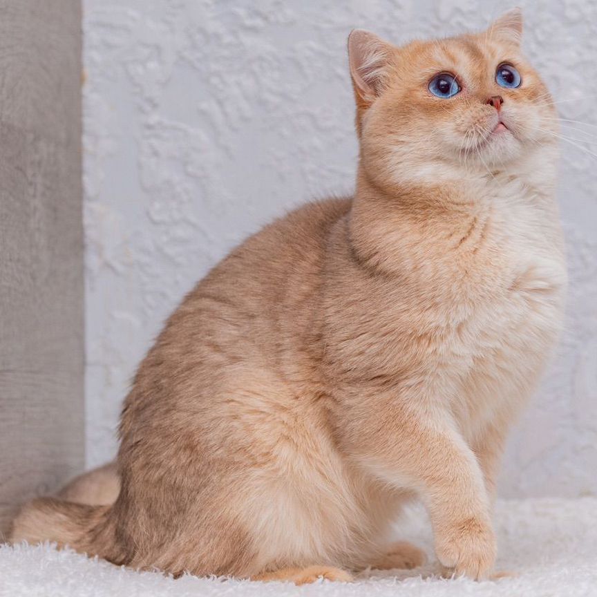 Британский короткошёрстный, взрослый кот
