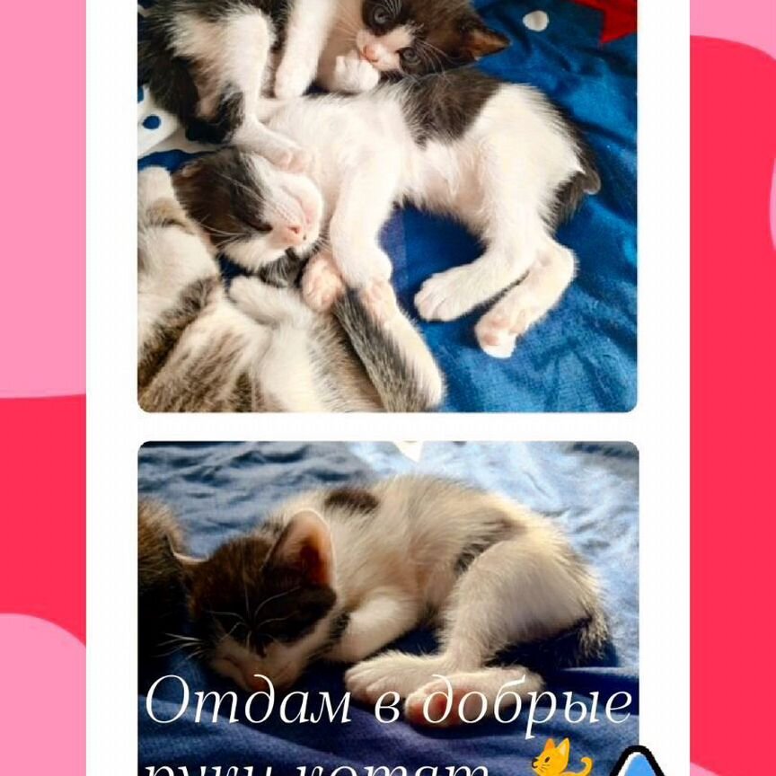 Котята в добрые руки мальчики