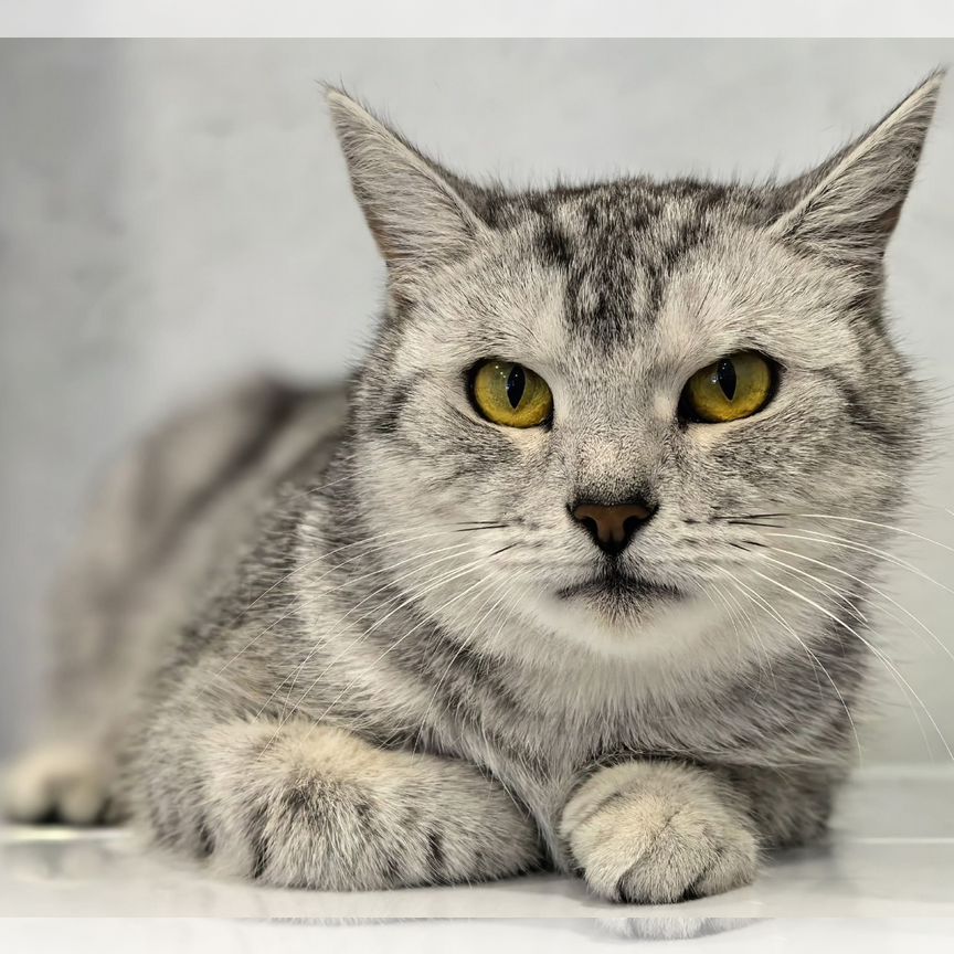 Взрослая, Девочка кошка в добрые руки