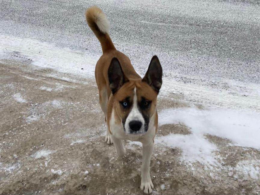 Найдены - замечены собаки. Авиастроительный район