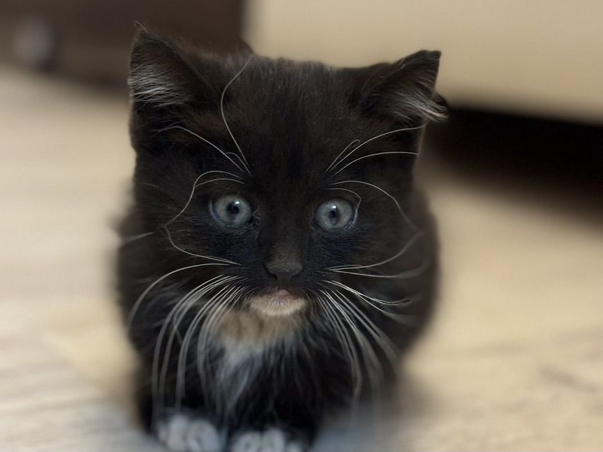 Котенок в добрые руки