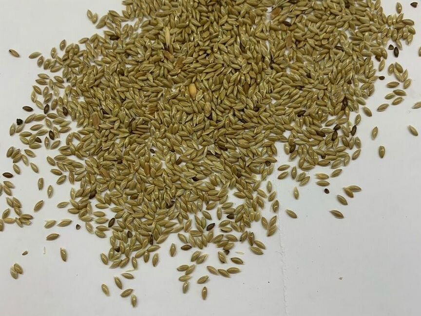 Канареечник.Корма для канареек.Зерносмеси