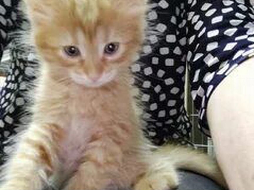 Пушистые Рыжики