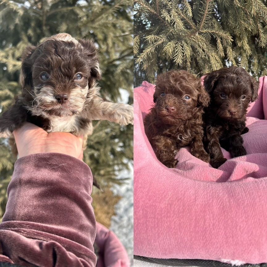 Настоящие куколки мальтипу
