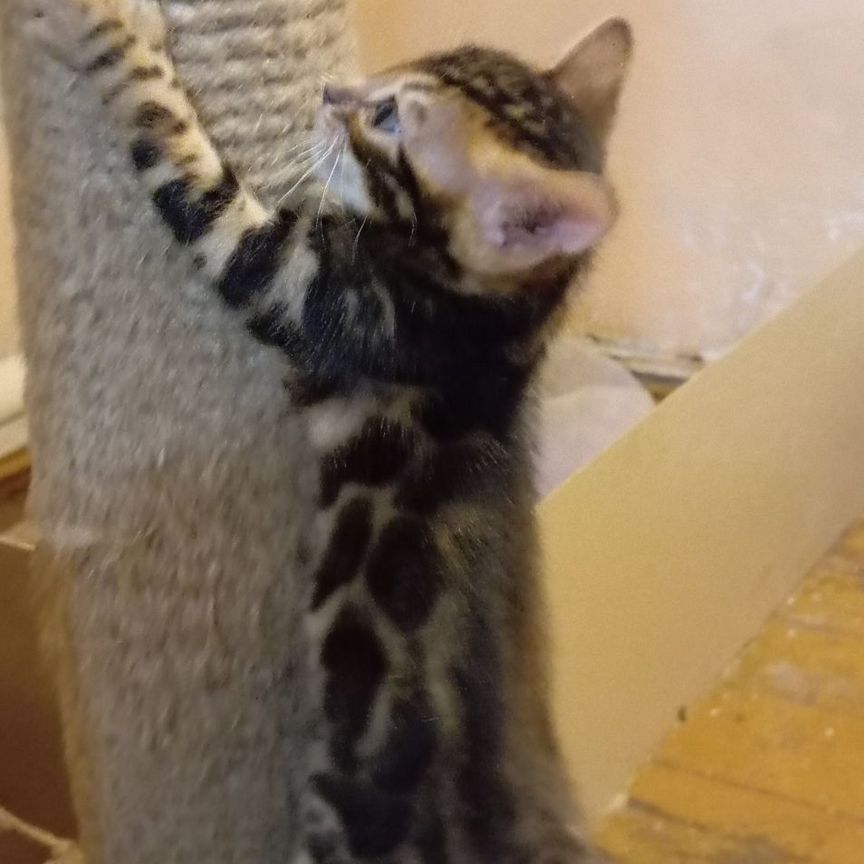 Бенгальские котята