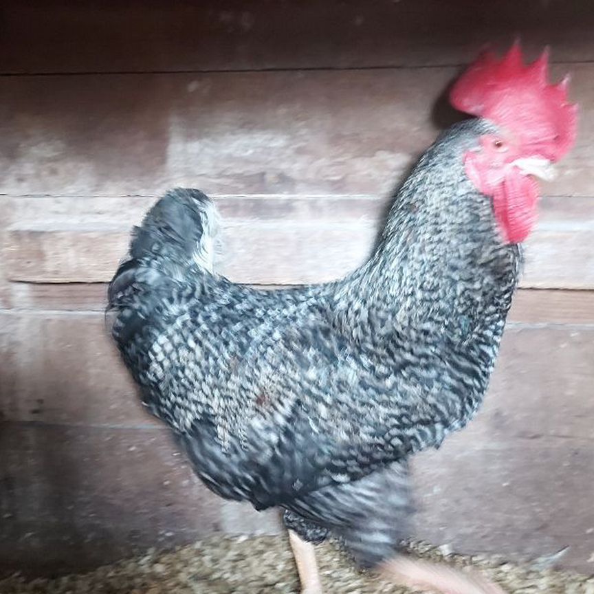 Петухи. Картофель