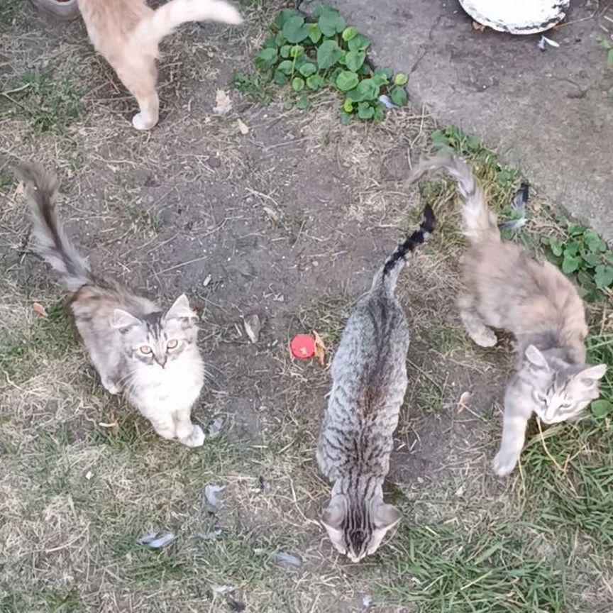 Котята в добрые руки бесплатно