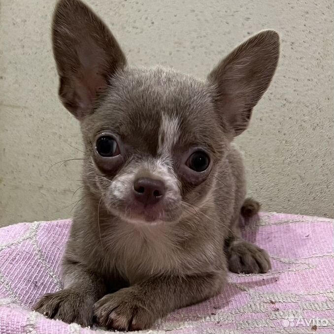 Лиливая мини красотка. Девочка гладкошерстная