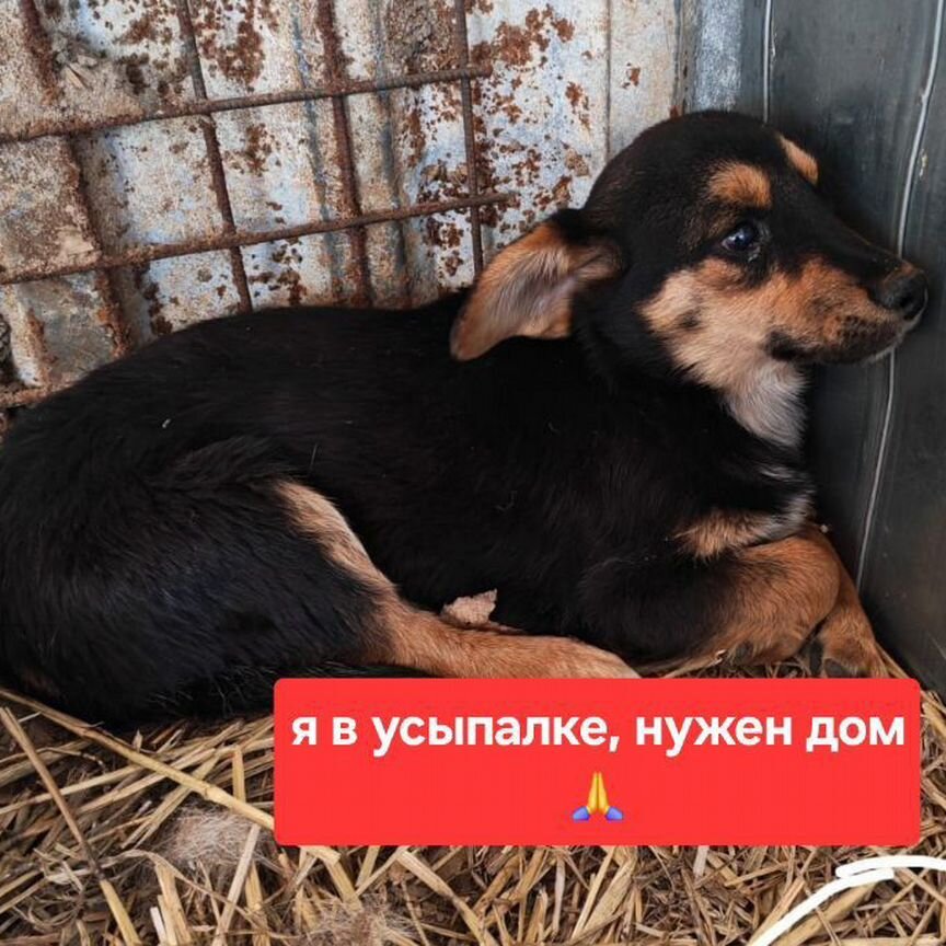 Взрослый пёс в добрые руки