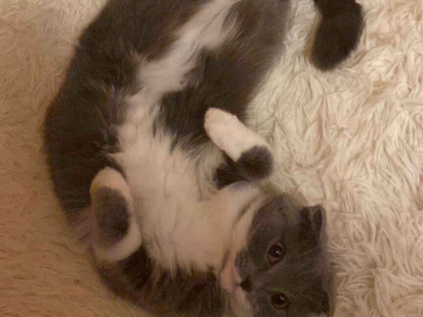 Кошка