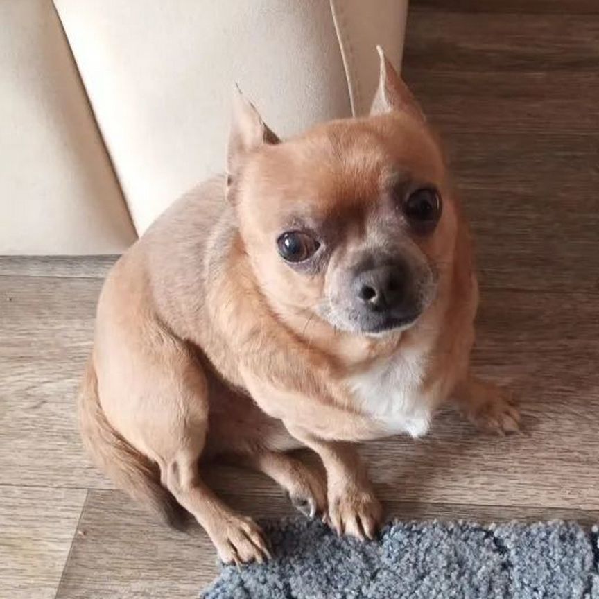 Взрослый пёс в добрые руки