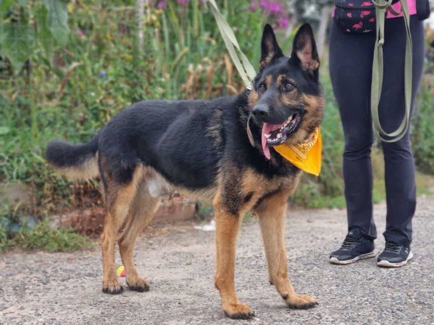 Овчар в приюте