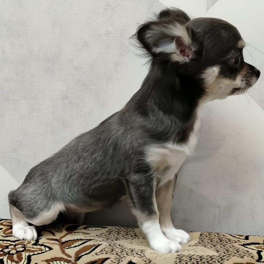 Чихуахуа, щенок