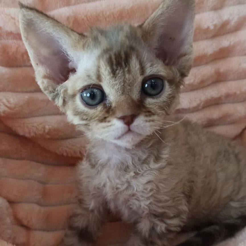 Котята девон-рекс