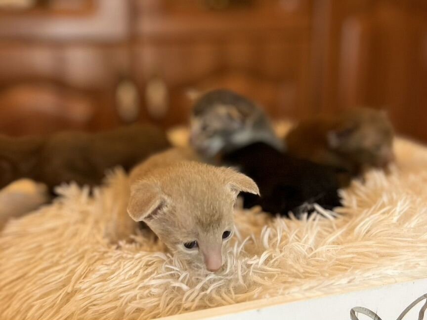 Ориентальные котята