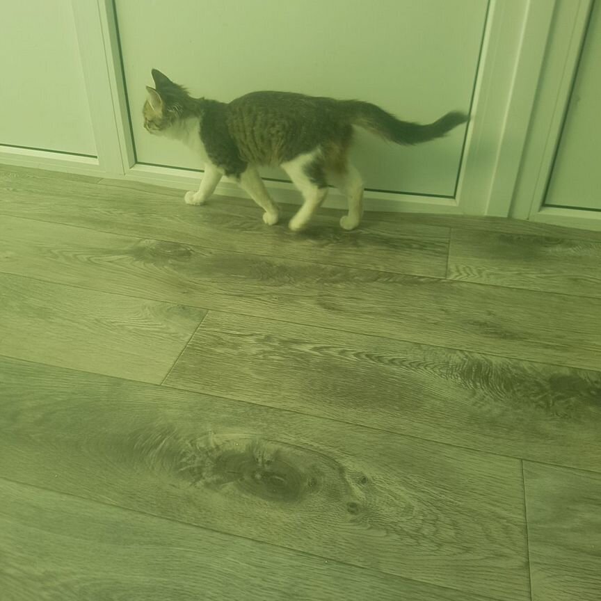 В доbрые руки