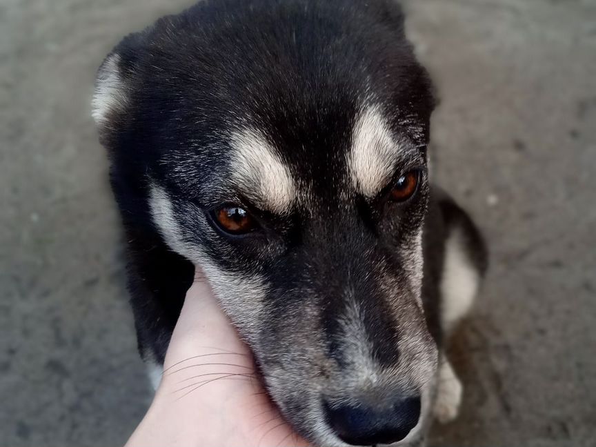 Собака в добрые руки