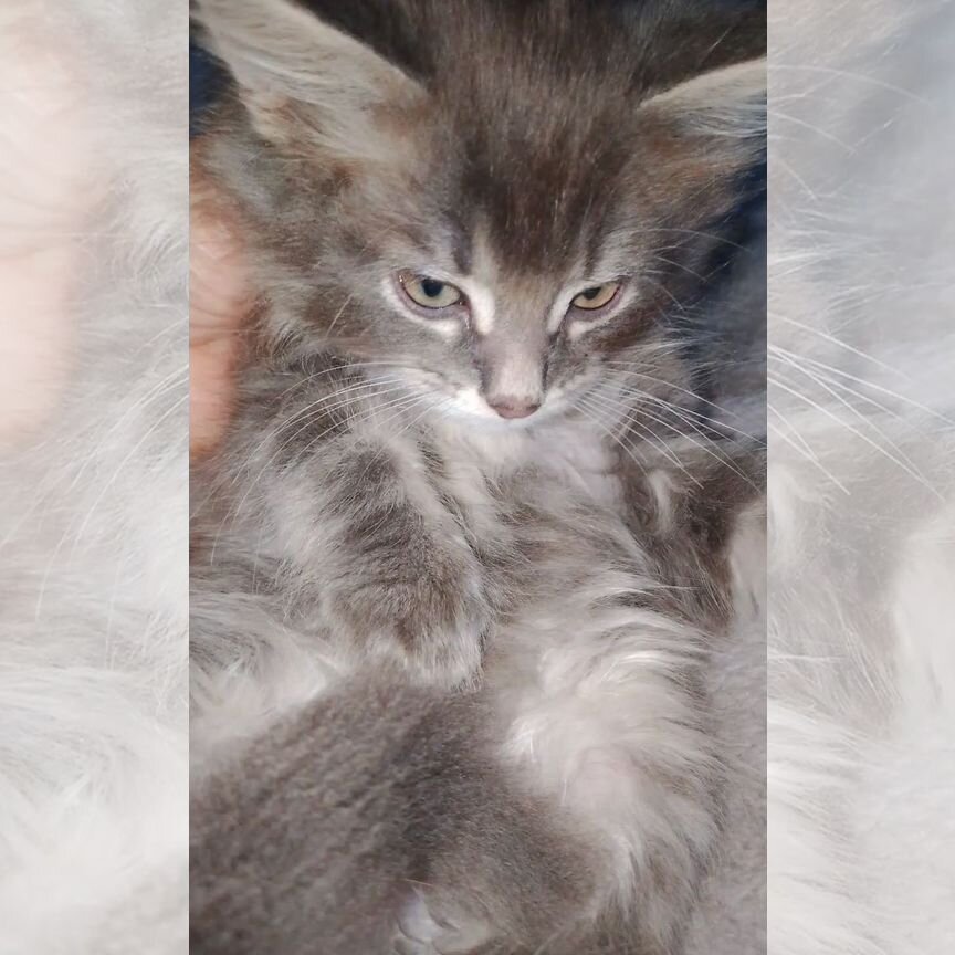 Мейн-кун котёнок