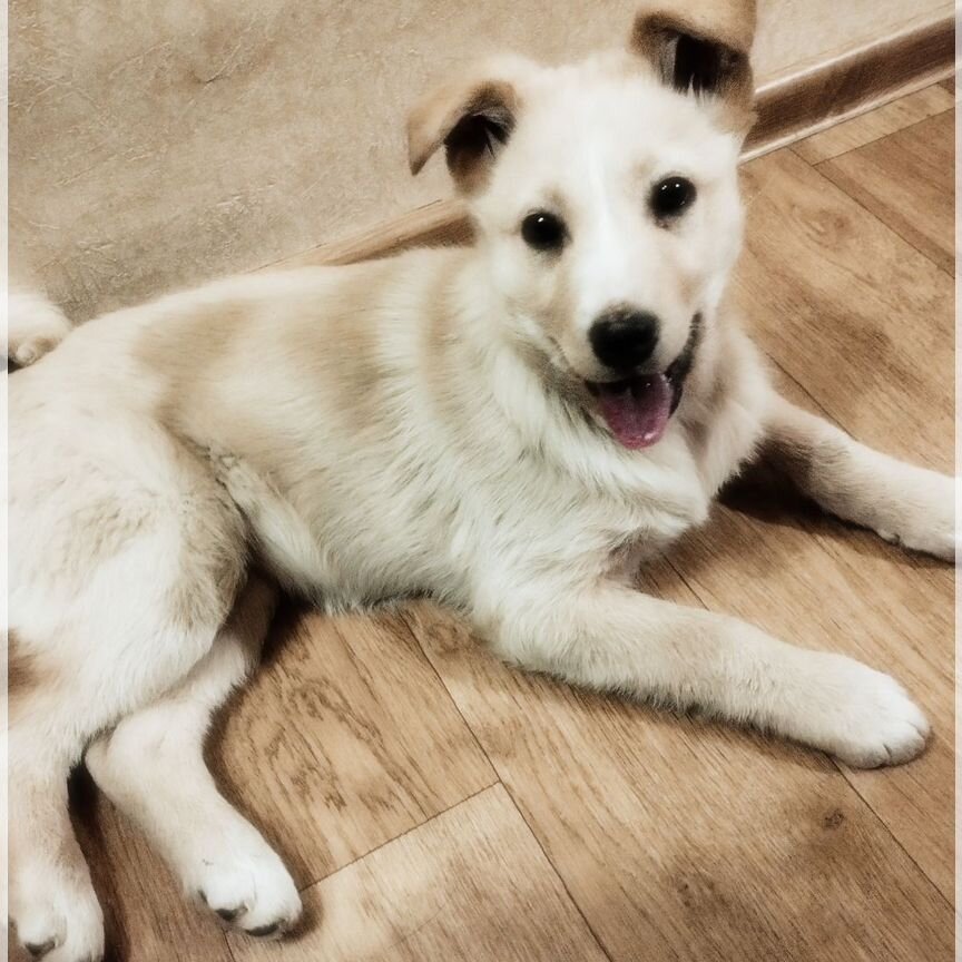 Щенок в добрые руки