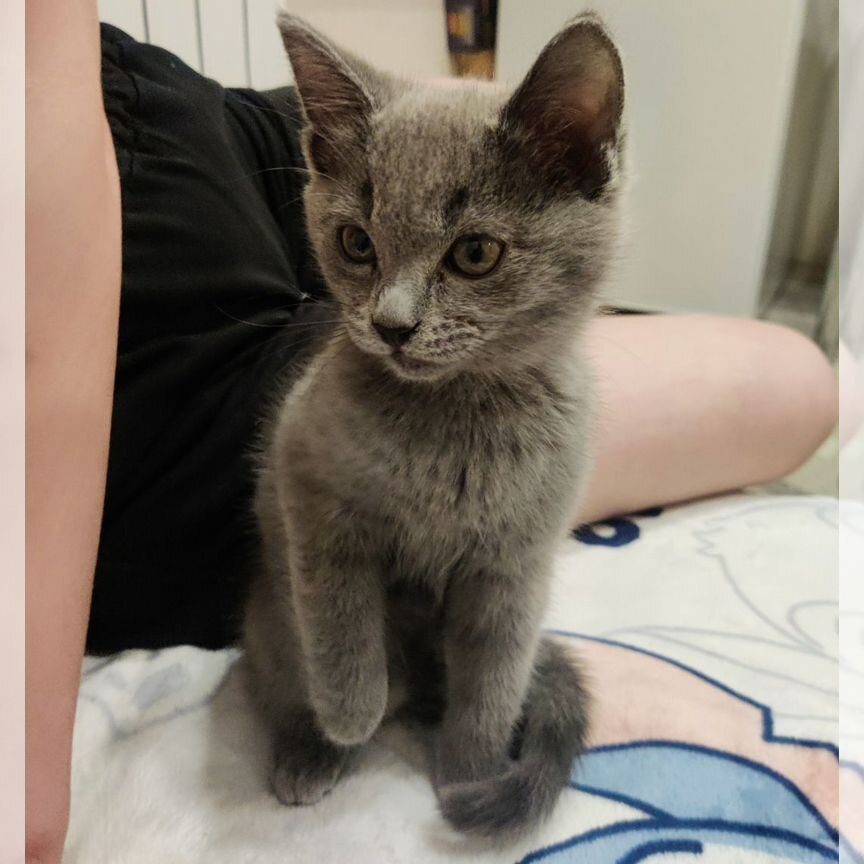 Русский голубой котёнок