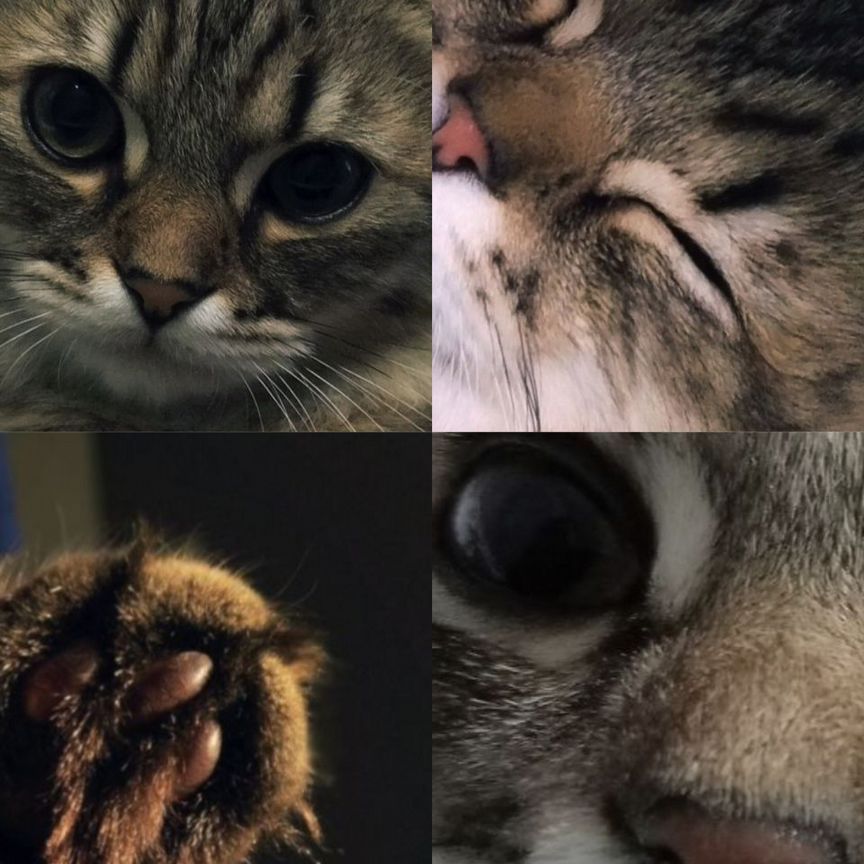 Котенок