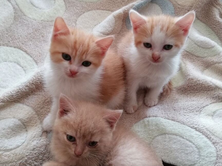 Котята