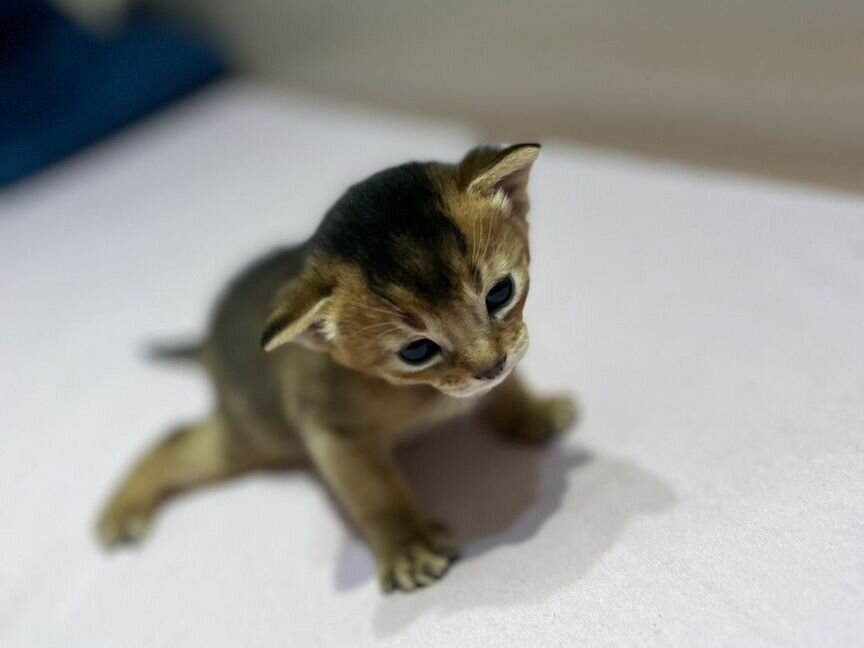 Абиссинские котята