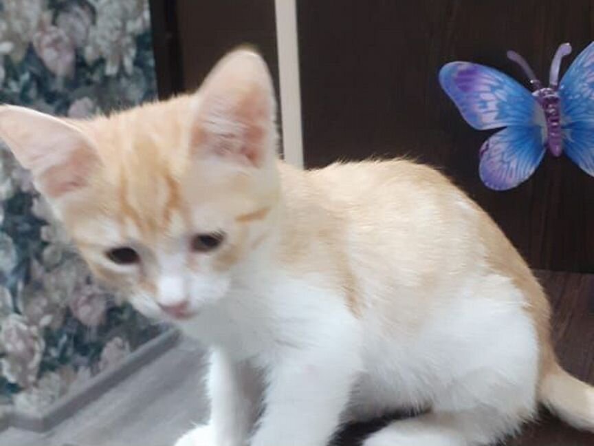 Котёнок Лисена