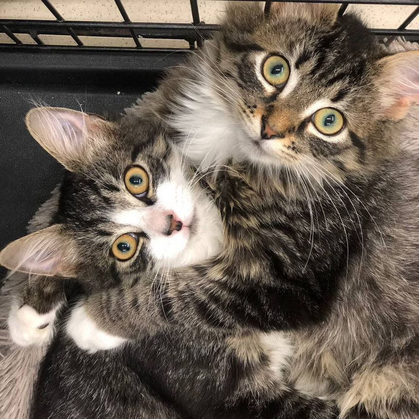 Котята Веня и Мелисса