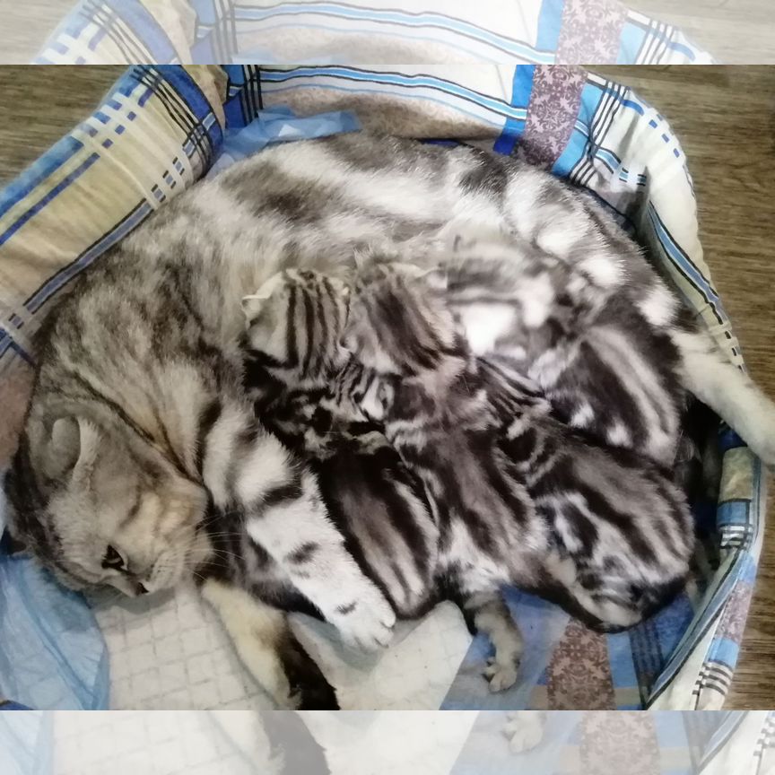 Шотландский вислоухий короткошёрстный котёнок