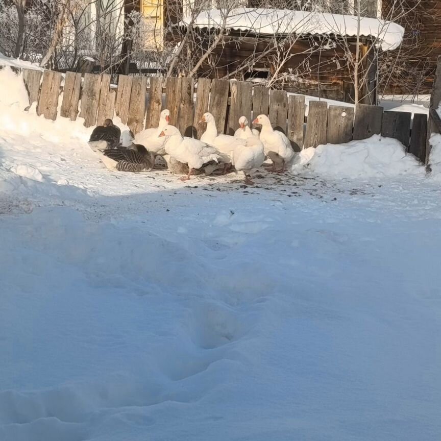 Гуси