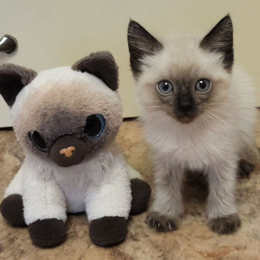 Сиамский котёнок