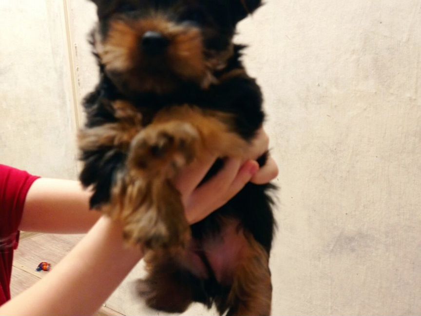 Продам щенков Йоркшерский Террьер