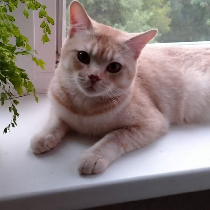 Отдам кота в добрые руки
