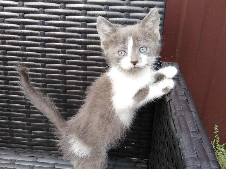 Котенок крысолов мальчик