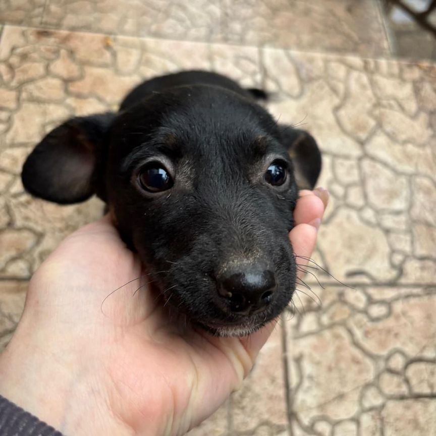 Джек-рассел-терьер, щенок